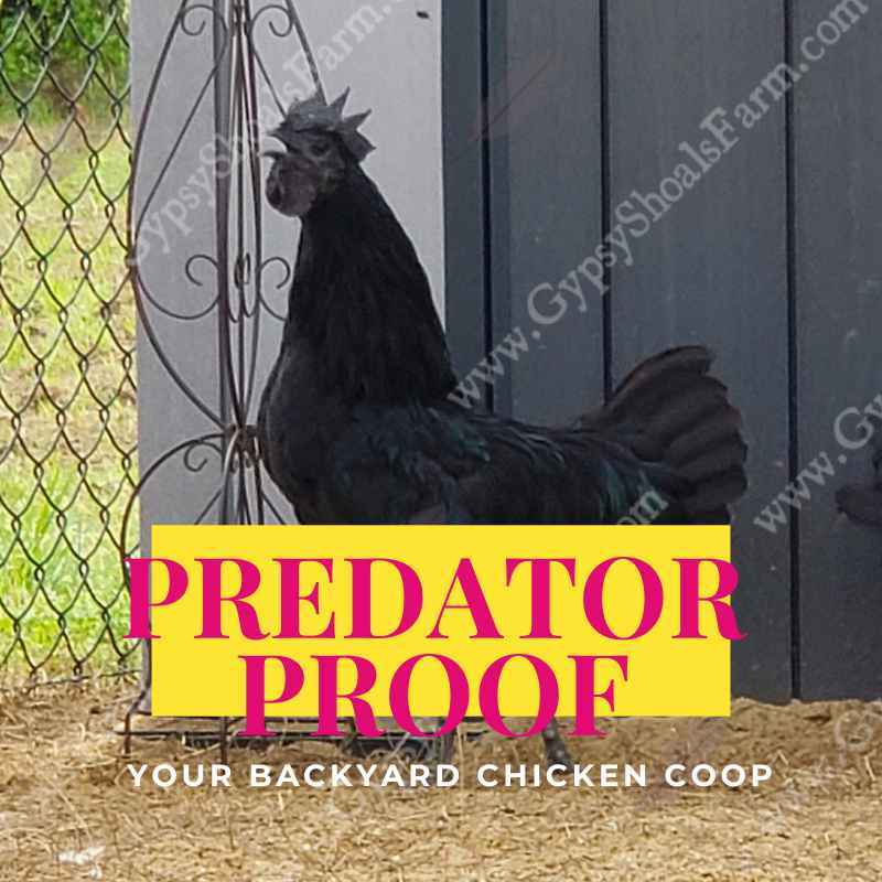 How To Predator Proof Your Backyard Chicken Coop – Gypsy Shoals Farm