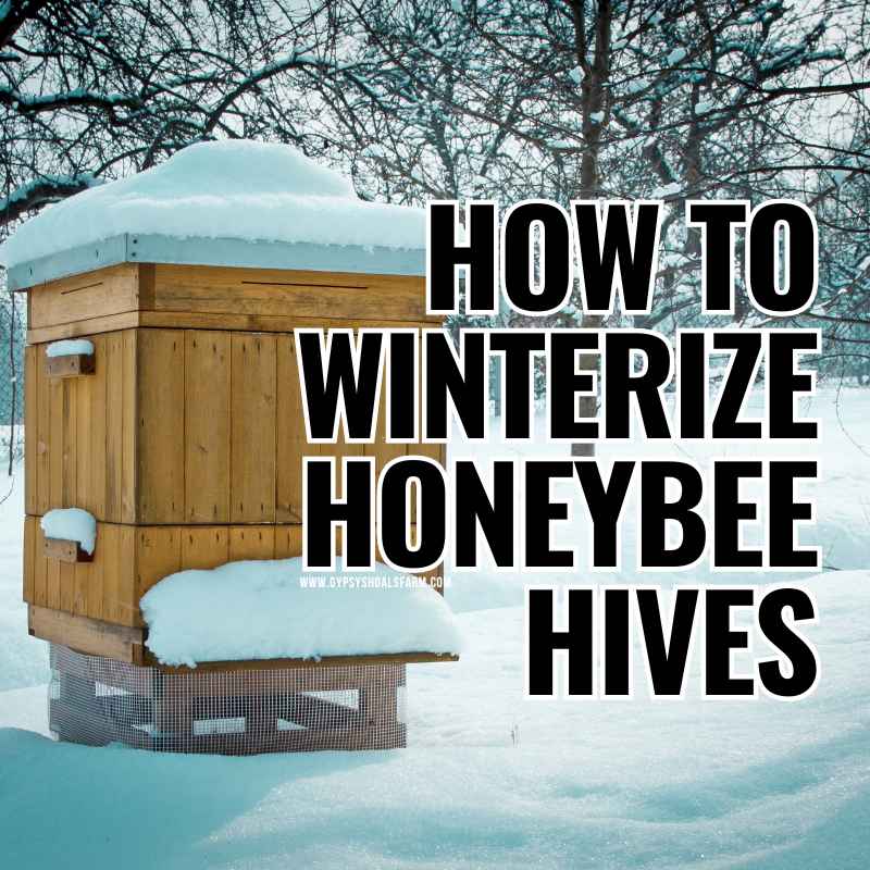 A Comprehensive Guide to Winterize Your Honeybee Hives – Gypsy Shoals Farm
