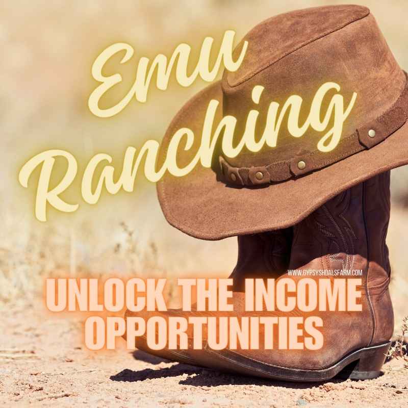 Emu Ranching: The Income Potential of Raising Emus – Gypsy Shoals Farm