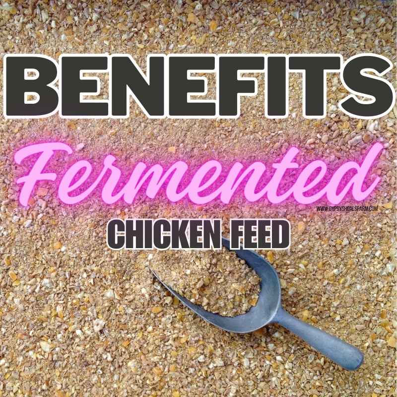 Unlocking the Benefits of Fermented Chicken Feed – Gypsy Shoals Farm