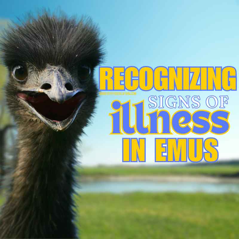 Recognizing Signs of Illness in Emus – Gypsy Shoals Farm