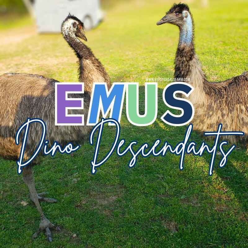 Emus Dinosaur Descendants – Gypsy Shoals Farm