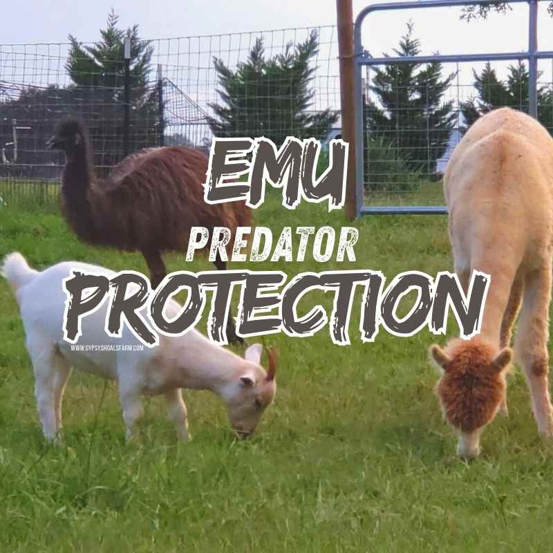 Predator Protection for Emus – Gypsy Shoals Farm