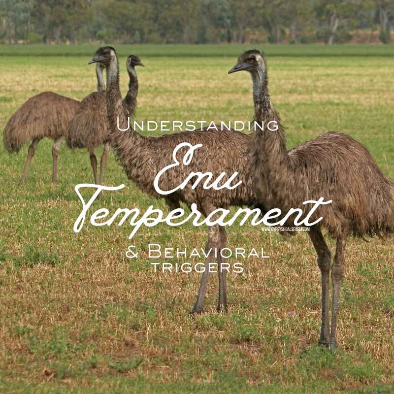 Raising Emus – Gypsy Shoals Farm