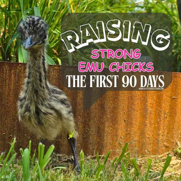 Raising Emus – Gypsy Shoals Farm