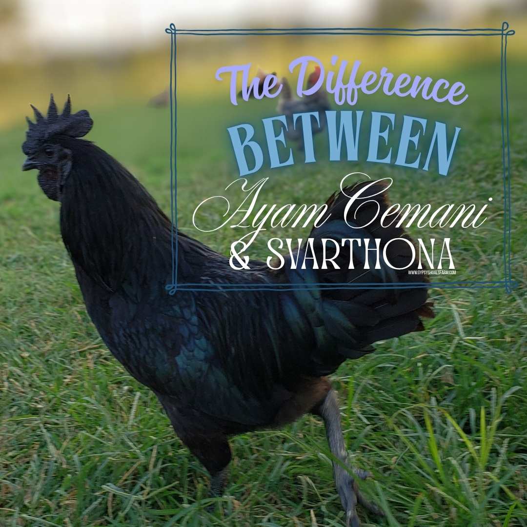 The Difference Between Ayam Cemani And Svarthona Chickens – Gypsy ...