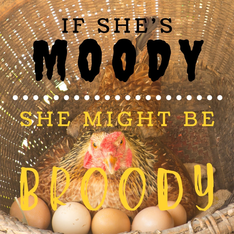 If She's Moody She Might Be Broody | Gypsy Shoals Farm