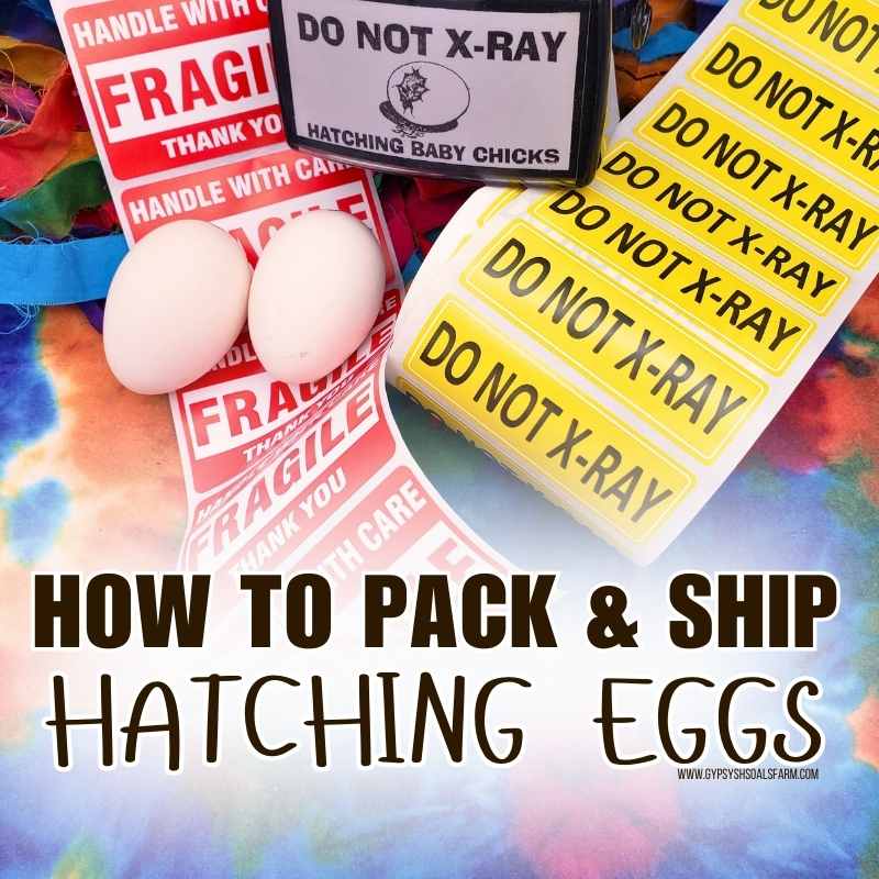 How to Pack and Ship Hatching Eggs for Damage Free Delivery – Gypsy ...