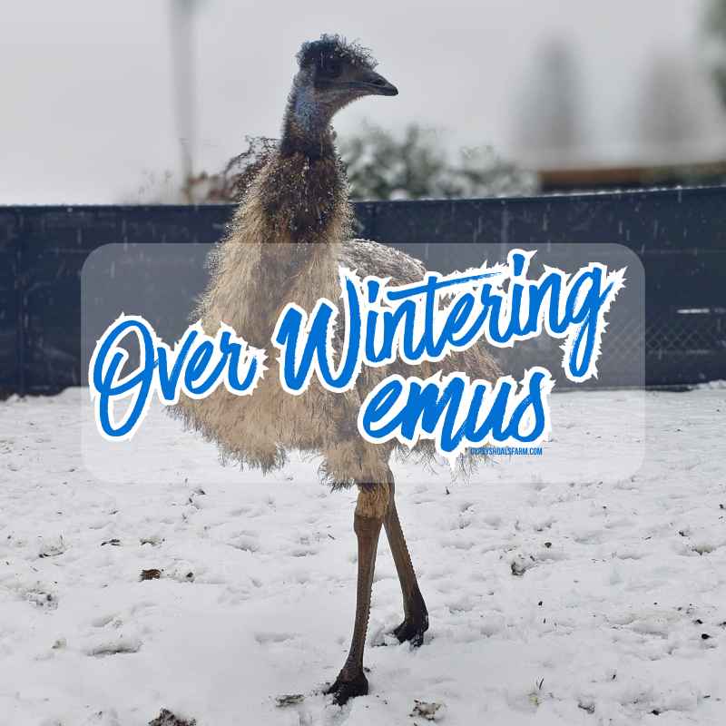 Raising Emus – Gypsy Shoals Farm