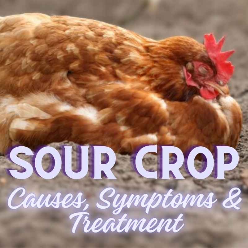 Causes Symptoms and Treatment of Poultry Sour Crop – Gypsy Shoals Farm