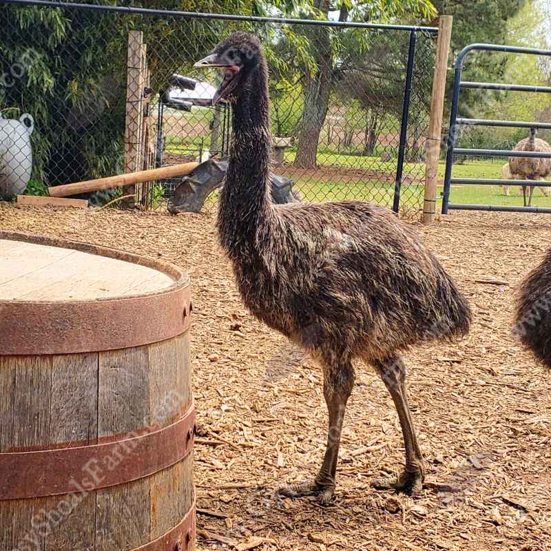 Emu Chicks and Hatching Eggs for Sale | Gypsy Shoals Farm