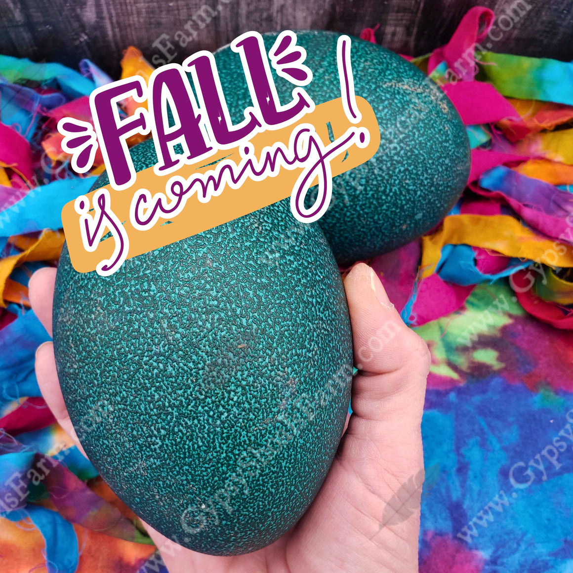 Gypsy Shoals Farm | Ayam Cemani US Breeder & Alabama Honey