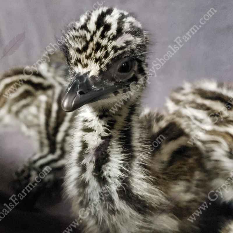 Emu Chicks for Sale | Gypsy Shoals Farm