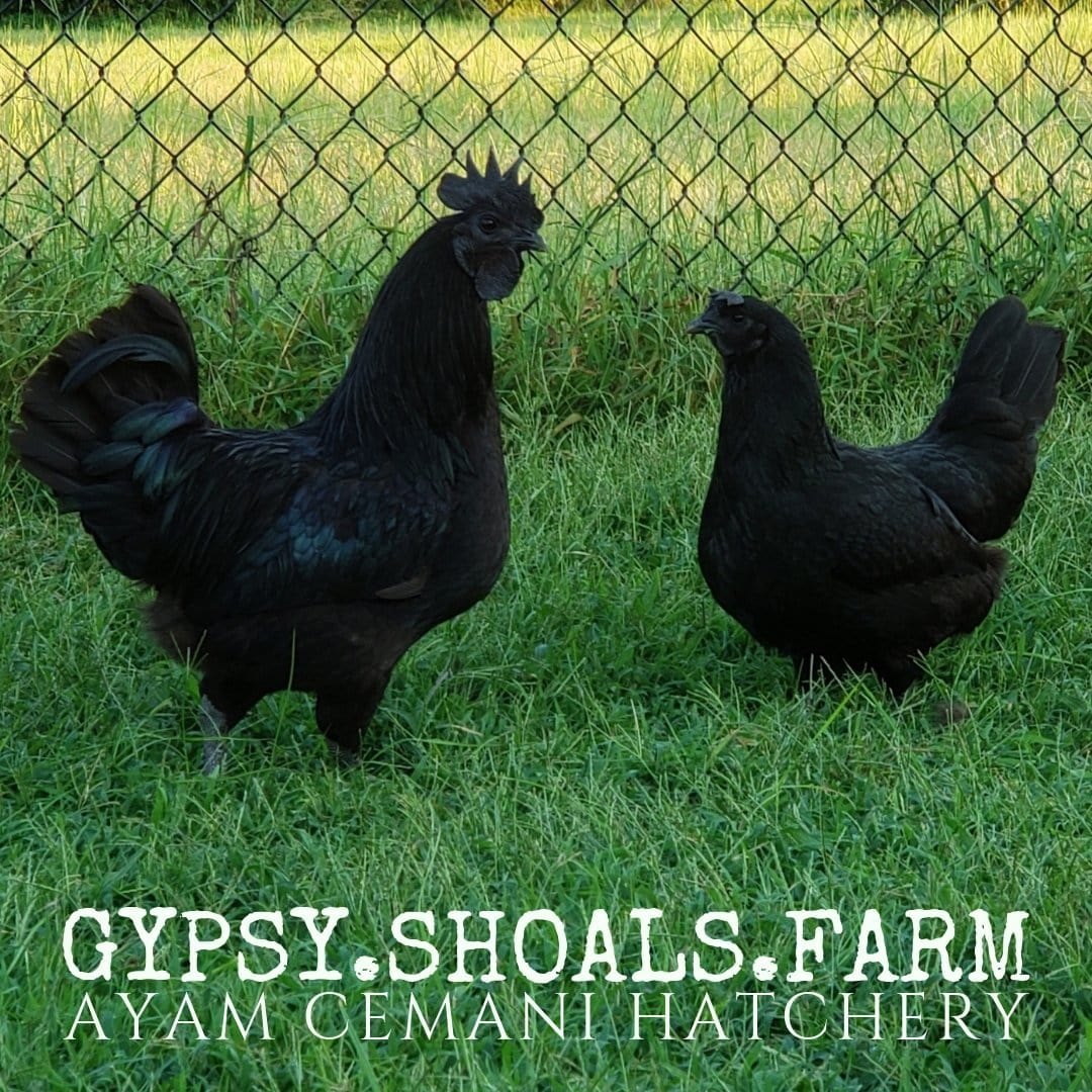 Gypsy Shoals Farm | Apiary Rare Poultry Hatchery and Emu Ranch